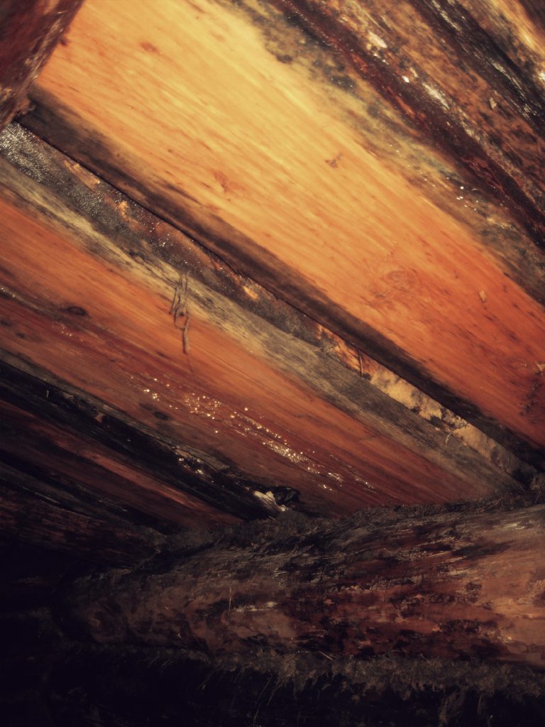 Pavel's bakery — Ratoblog